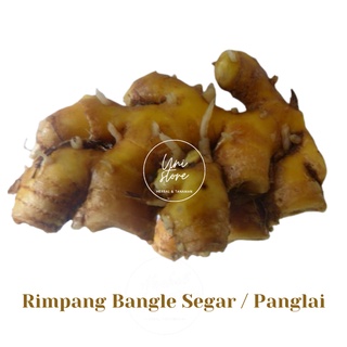 Jual Rimpang Bangle Segar / Panglai Segar 1kg - Herbal Kaya Manfaat ...