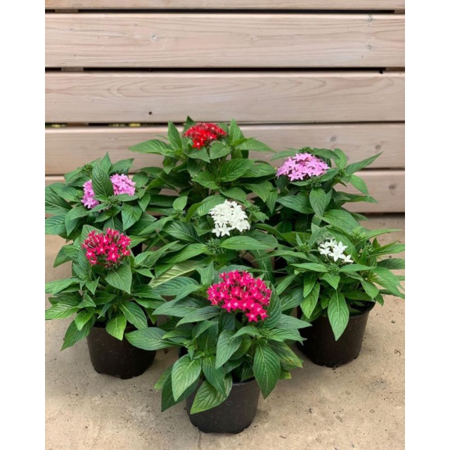 Jual Tanaman Hias Hidup Bunga Pentas Lanceolata (BISA PILIH WARNA ...