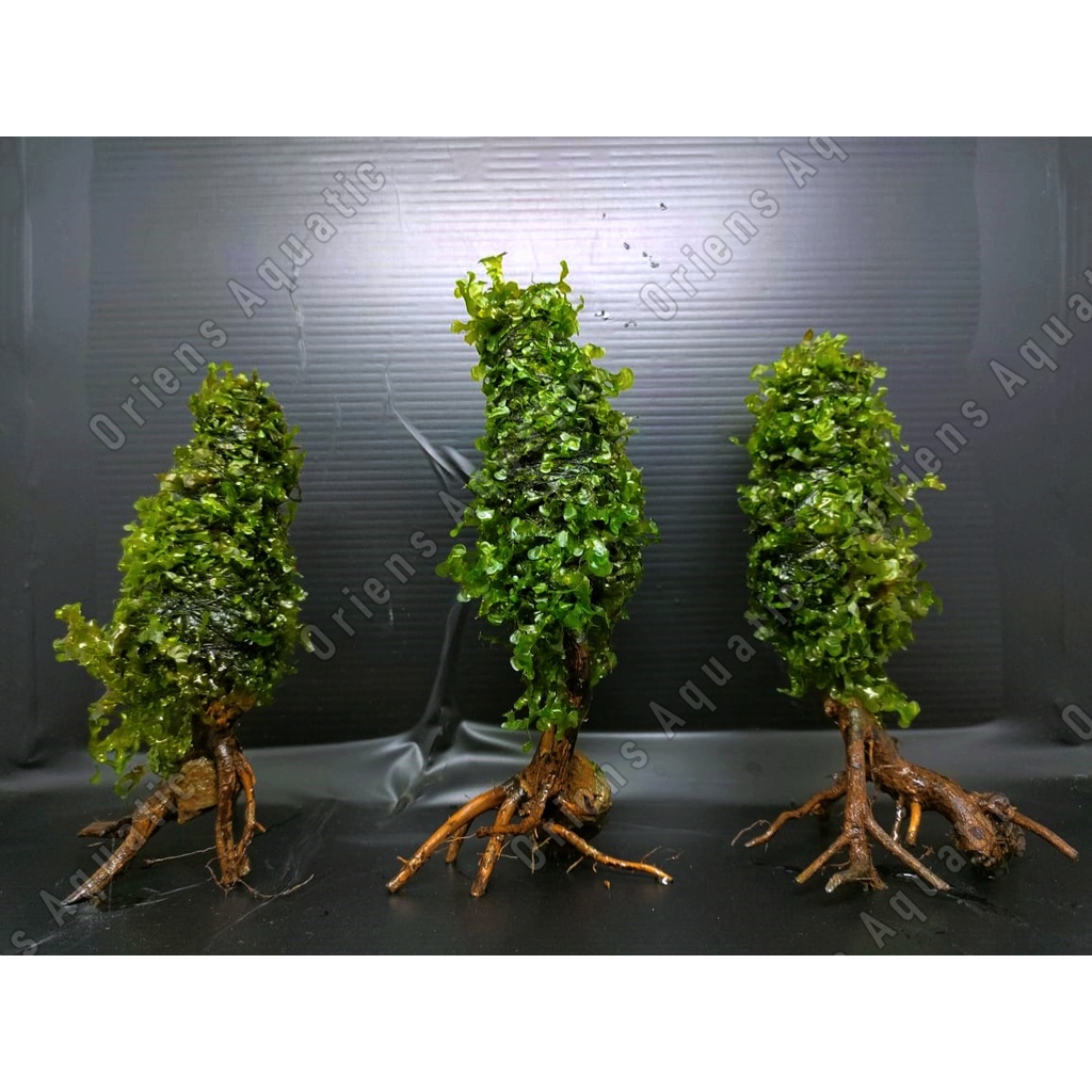 Jual Bonsai Aquascape - Akar Senggani / Rasamala Pohon Cemara | Shopee ...