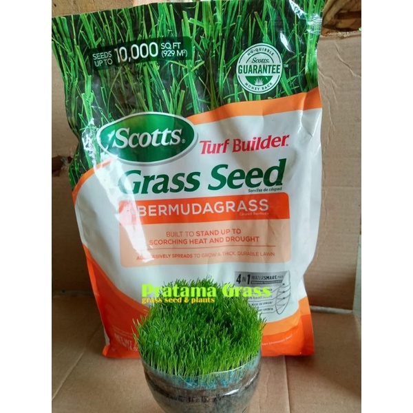 Jual Benih Bibit Rumput Bermuda Grass 5LB- Rumput standion impor ...