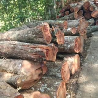 Jual Log KAYU NAGASARI Paket 1 kg | Shopee Indonesia