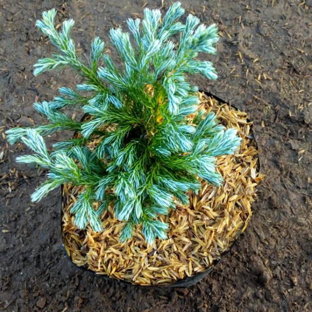 Jual Tanaman hias cemara perak | Shopee Indonesia