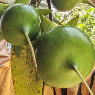 Jual Buah Pedada Segar Original 1 Kg | Mangrove | Asam Pedada | Buah ...