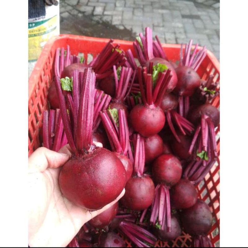 Jual Buah BIT 1Kg / Beet Root / Beet / Buah Bit / Buah Beet / Herbal ...