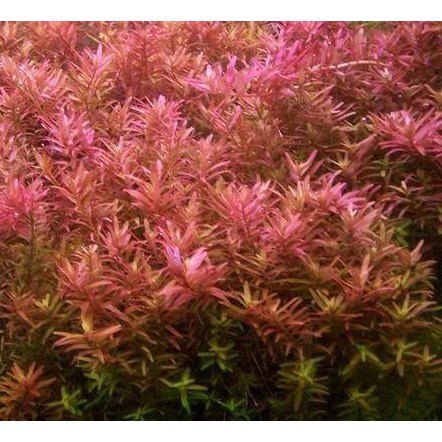 Jual Rotala rotundifolia red , Rotala hra , Rotalla colorata ...