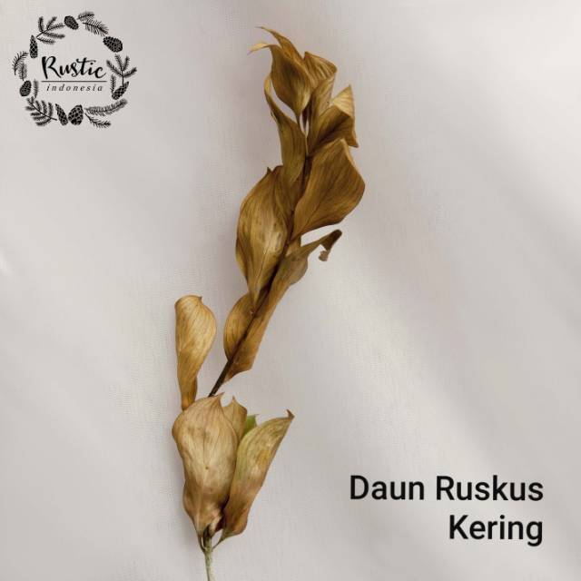 Jual bunga kering Dried flower Daun Ruskus Lokal | Shopee Indonesia