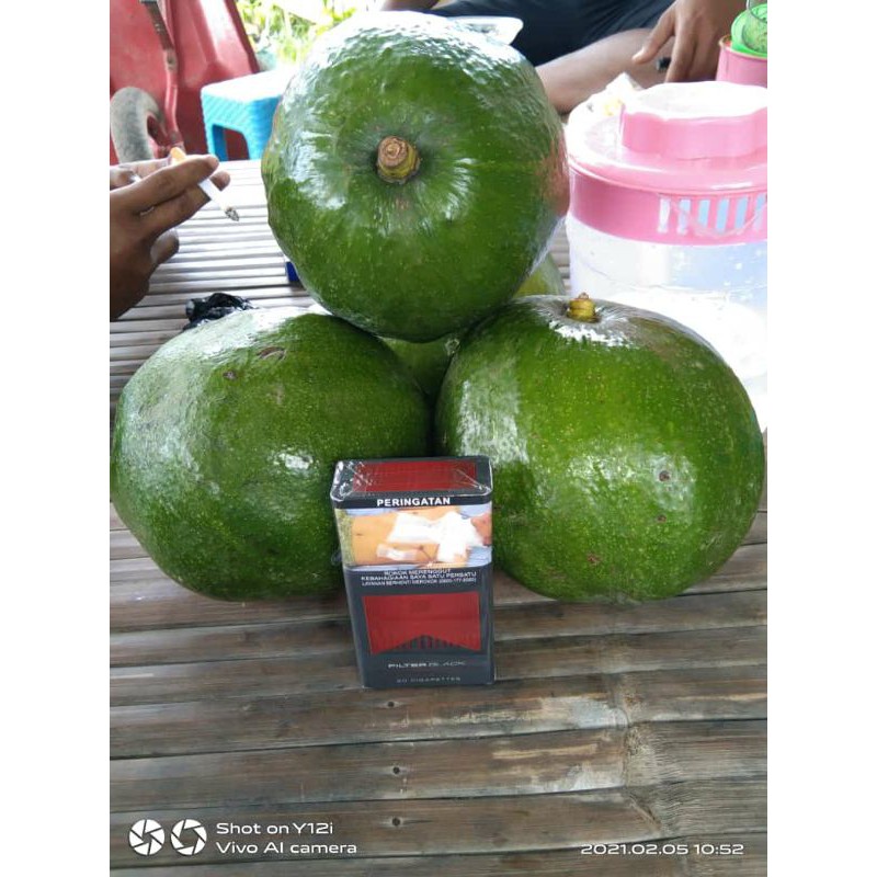 Jual BIBIT TANAMAN BUAH ALPUKAT KENDIL ORIGINAL KUALITAS BIBIT SUPER ...