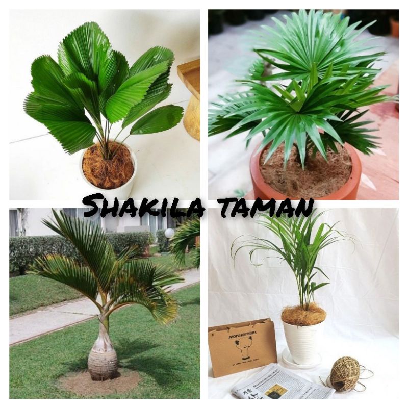 Jual ( BISA COD ) TERMURAH Tanaman Hias Palem Kuning / Palem Palem Kol ... Jual ( BISA COD ) TERMURAH Tanaman Hias Palem Kuning / Palem Palem Kol ...