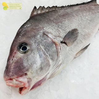 Jual Ikan Kaci Kaci Segar Ikan Kaci 1Kg | Shopee Indonesia