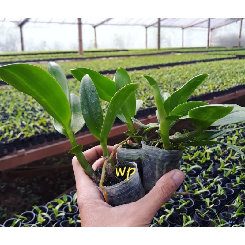 Jual anggrek denrobium keriting hibrida. (seedling) Indonesia|Shopee ...