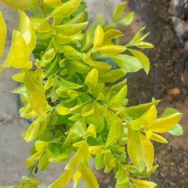 Wajib Tahu! 25+ Tanaman Bunga Kuning Kecil yang Banyak Dicari ...