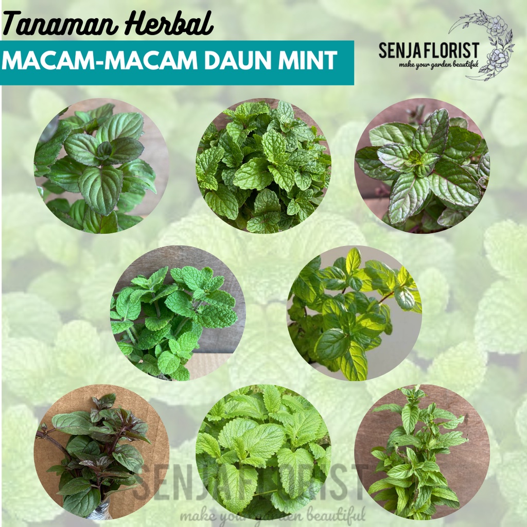 Jual Tanaman Hidup Herbal Daun Mint Banyak Manfaat Tersedia 8 Jenis ...