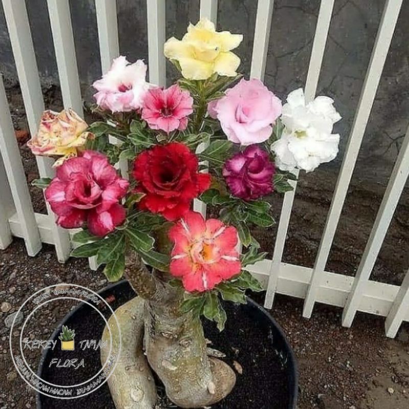Jual Tanaman Hias Kamboja Adenium Bunga Tumpuk Warna Warni - Bunga ...