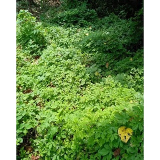 Jual daun pare hutan segar per 500 gram | Shopee Indonesia