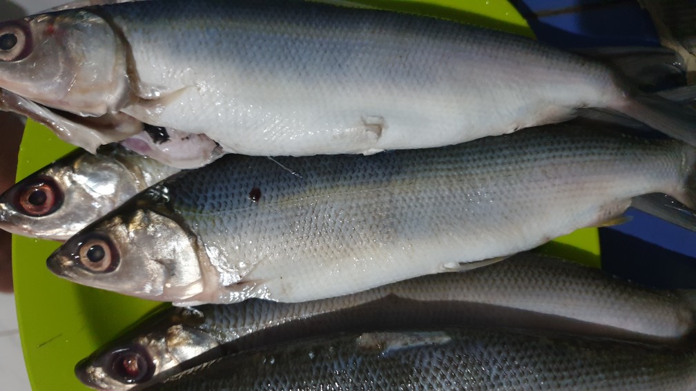 ikan bandeng beku / frozen milkfish | Shopee Indonesia