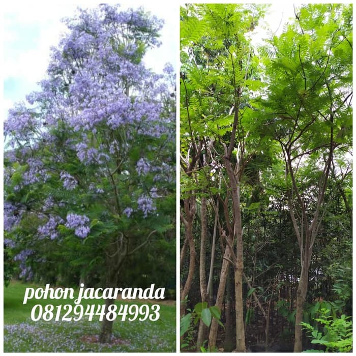 Jual pohon jacaranda/bunga jacaranda/pohon peneduh | Shopee Indonesia