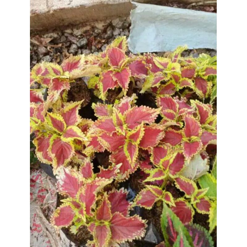 Produk geas official shop | Shopee Indonesia