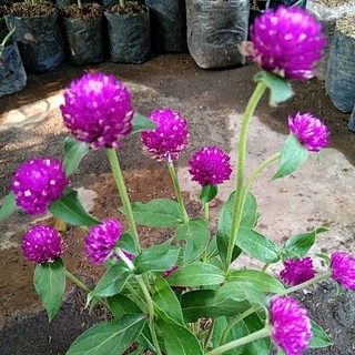 Jual PROMO!!! Tanaman Hias Uter atau Bunga Kancing atau Bunga Knop ...