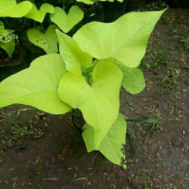 Jual Tanaman hias ubi kuning Singapore-telo teloan | Shopee Indonesia