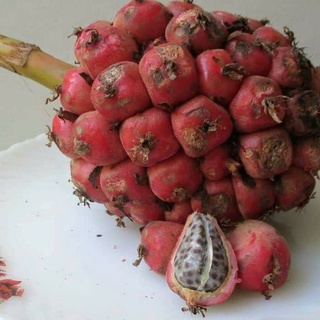 Jual Buah Kecombrang Buah laka Buah Honje 1 kg Bumbu masak sayuran ...