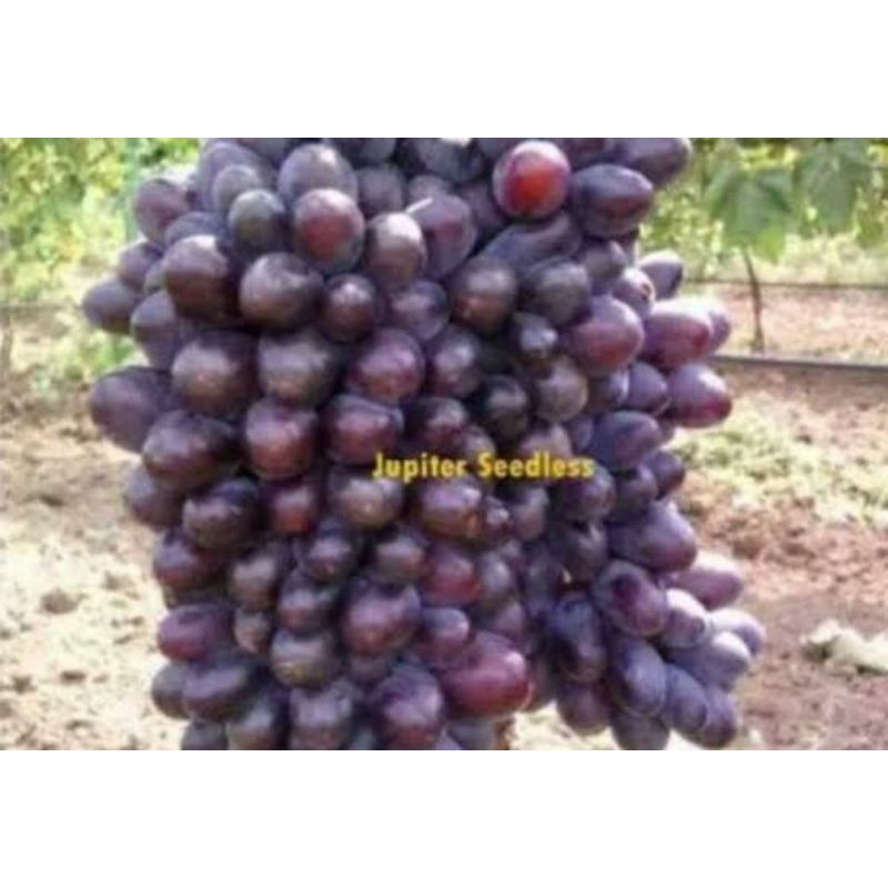 Jual pohon Anggur Jupiter umur 1 1/2 Tahun tinggi 1 1/2 meter | Shopee ...