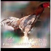 Jual ayam pakoy brakot(pitik) | Shopee Indonesia