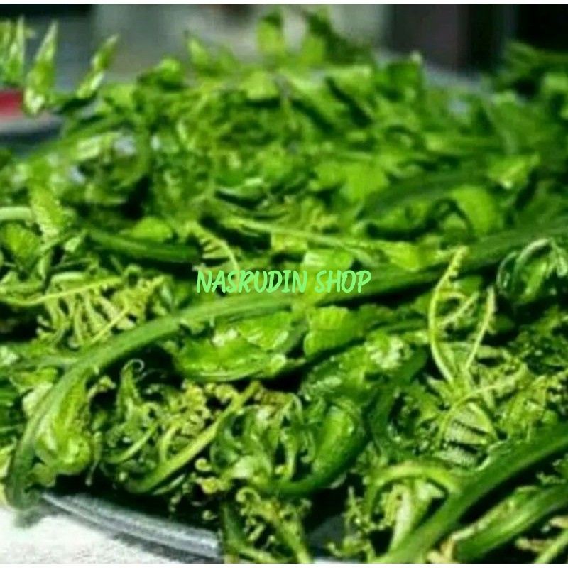 Jual PAKIS SAYUR PUCUK MUDA SEGAR / DAUN MUDA PAKIS SAYUR LANGSUNG ...