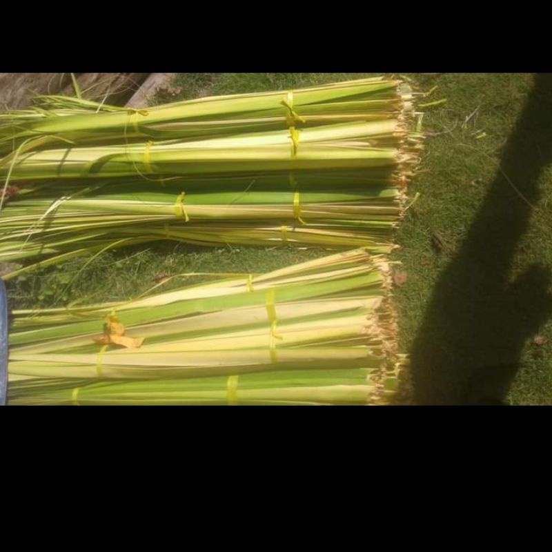 Jual daun janur kelapa muda(10lbr) | Shopee Indonesia