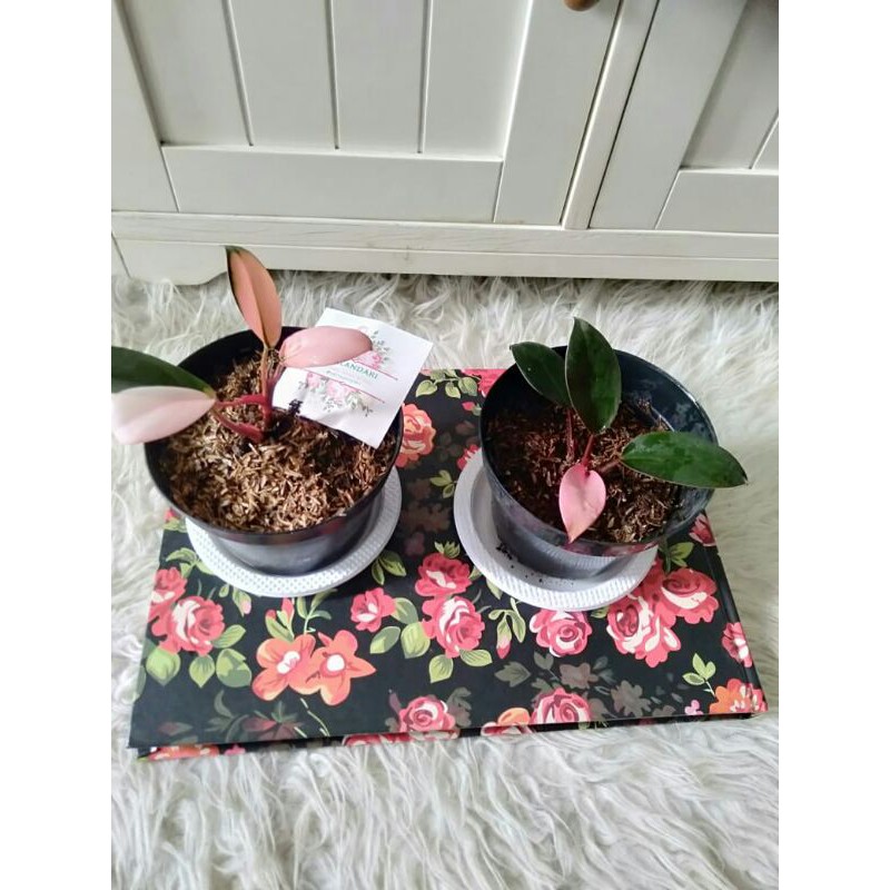 Jual Tanaman Philo Pink (sudah muncul daun pink) | Shopee Indonesia