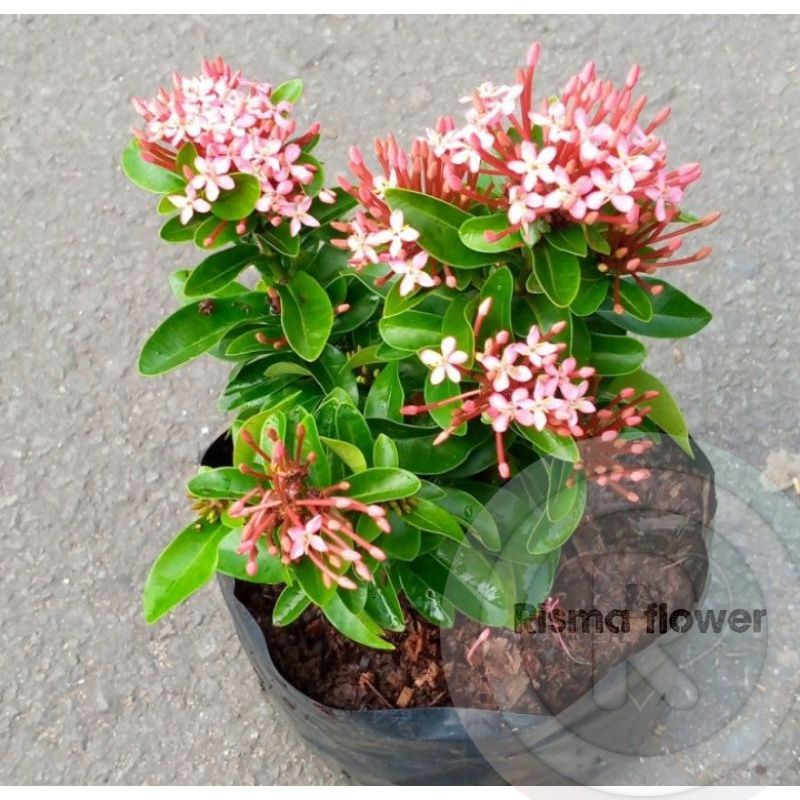 Jual SUDAH BERBUNGA Tanaman hias pohon Soka jambon bunga pink / pohon ...