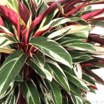 Jual calathea meranti bali - tanaman hias - bibit calathea - meranti ...