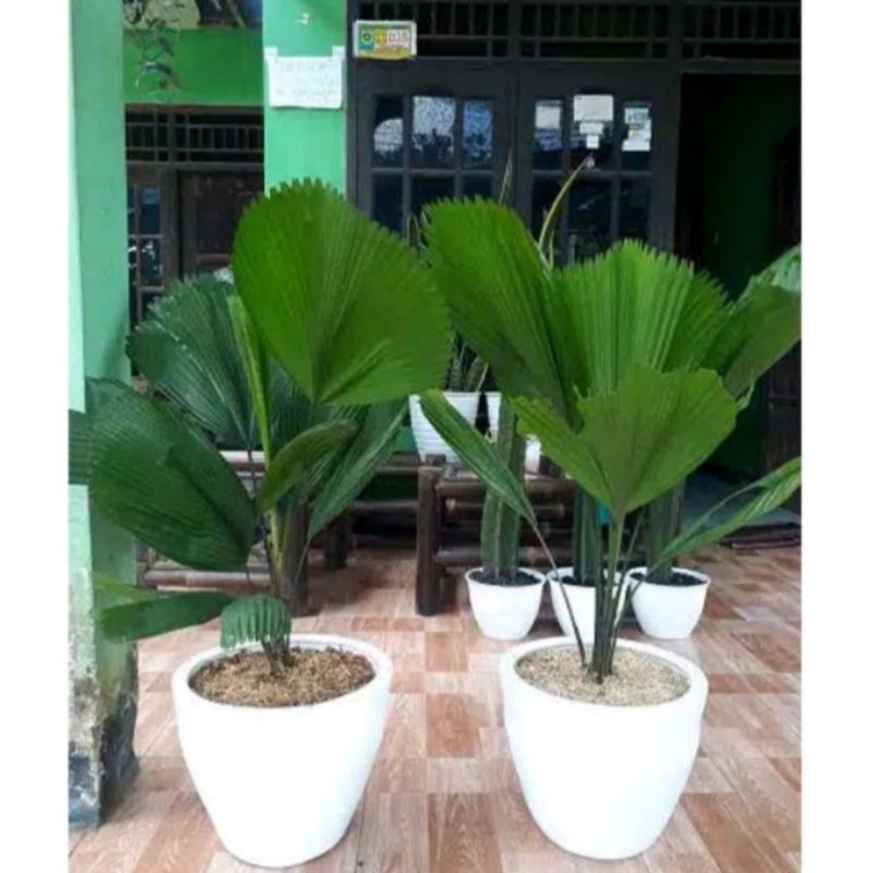 Jual TANAMAN HIAS PALEM KOL//TANAMAN HIAS PALEM KOL BESAR | Shopee ...