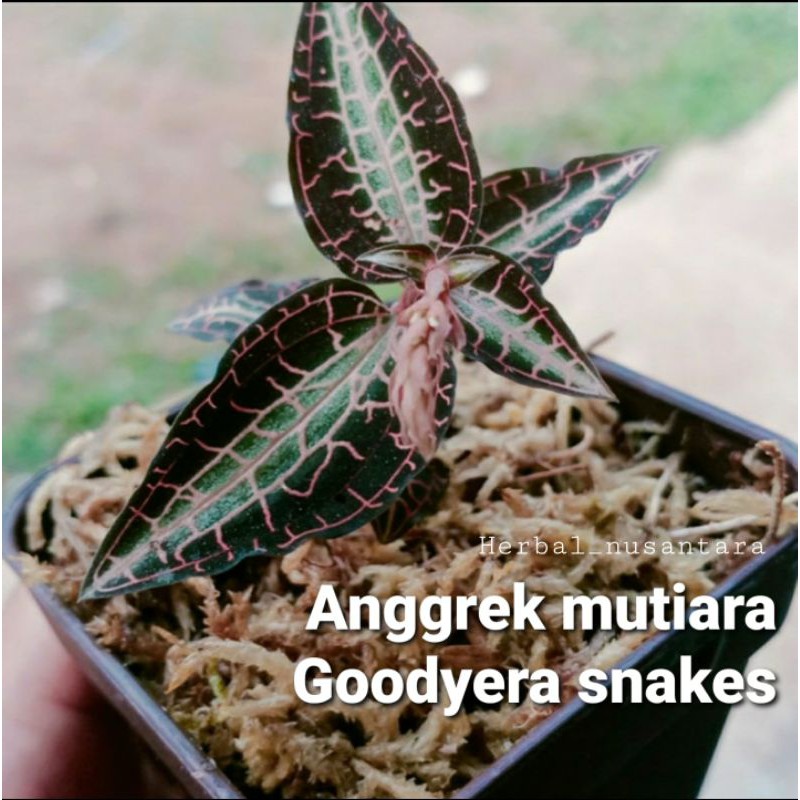 Jual Anggrek mutiara - Godyera snake - goodyera snakes - jewel orhid ...