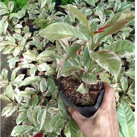 Jual Sambang Darah Merah Putih/ Tanaman Hias Sambang Darah Mantab ...