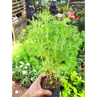 Jual Tanaman hias adas/Pohon adas/Cemara air | Shopee Indonesia