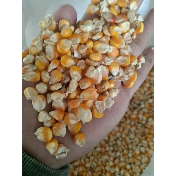 Jual benih jagung lokal 1kg | Shopee Indonesia