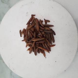 Jual Maggot Kering Original Ikan Channa Maru Yellow Sentarum Auranti ...