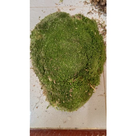 Jual lumut/Moss hutan lumut hidup lempengan | Shopee Indonesia