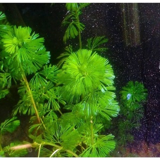 Jual Tanaman Aquatic Cabomba Caroliniana kabomba green | Shopee Indonesia