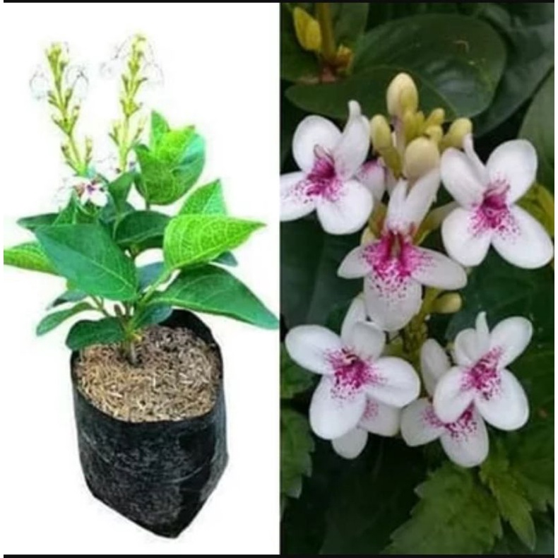 Jual Tanaman Melati Jepang/Cina Sudah Berbunga Sesuai Gambar 100% ...