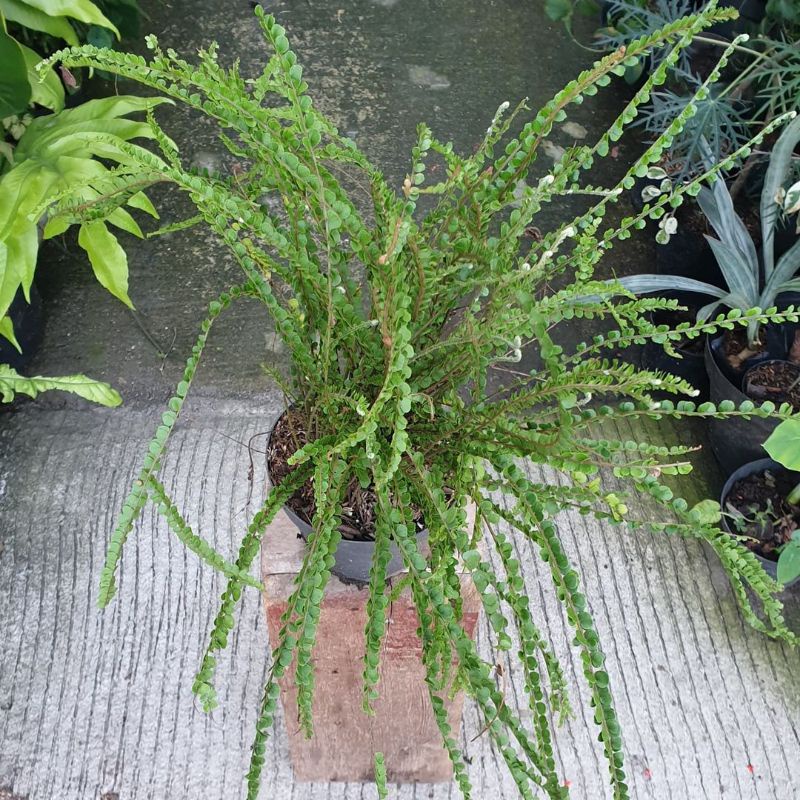 Jual Tanaman hias pakis air mata - tanaman sudah rimbun | Shopee Indonesia