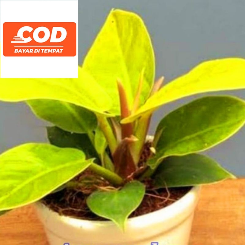 Jual Bunga Hidup Tanaman hias philodendron monligh lemon/Tanaman hias ...