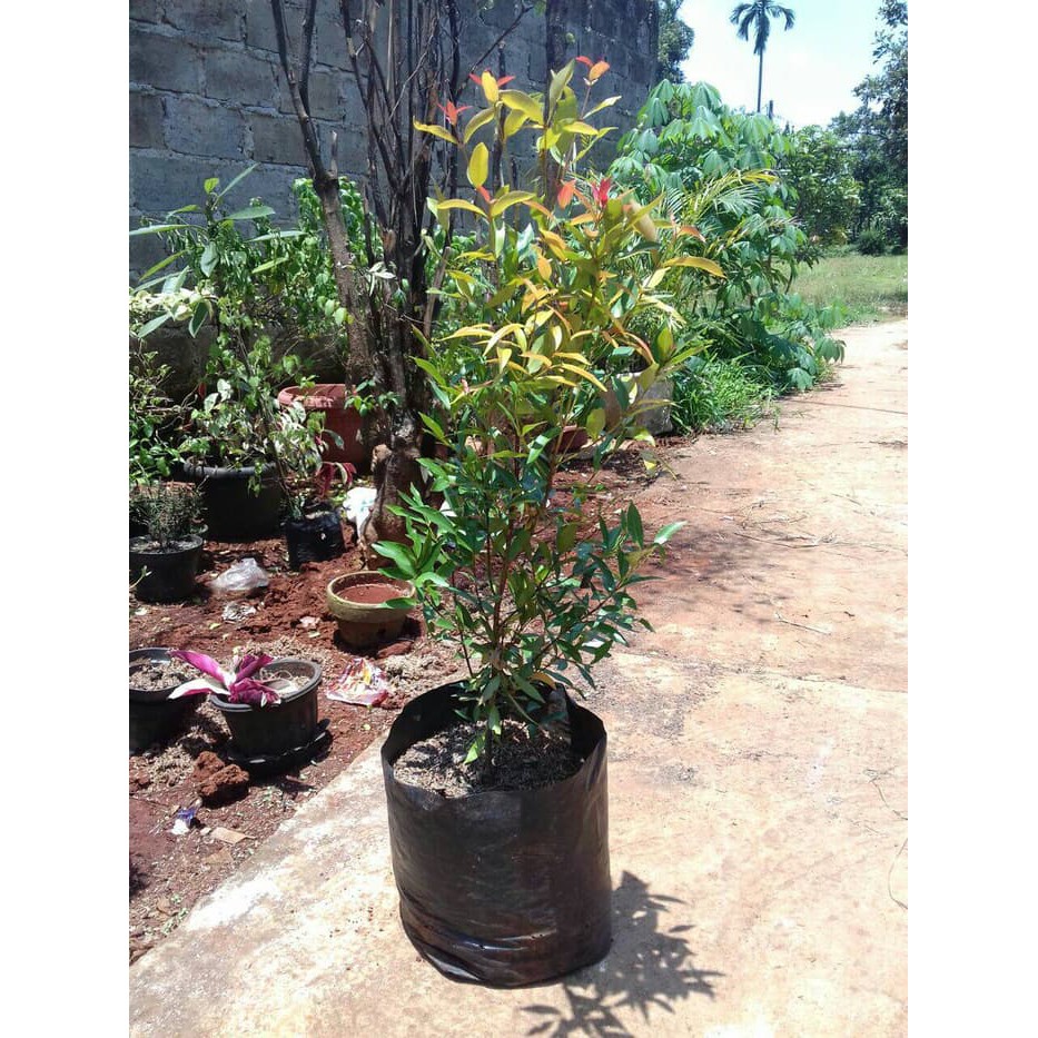 Jual Pohon pucuk merah | tanaman pagar | Pucuk merah | Syzygium ...