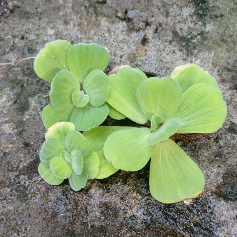 Jual Kiambang/Kapu-Kapu/Kayu Apu/Kayambang/Apu-Apu (Tanaman Apung Hias ...