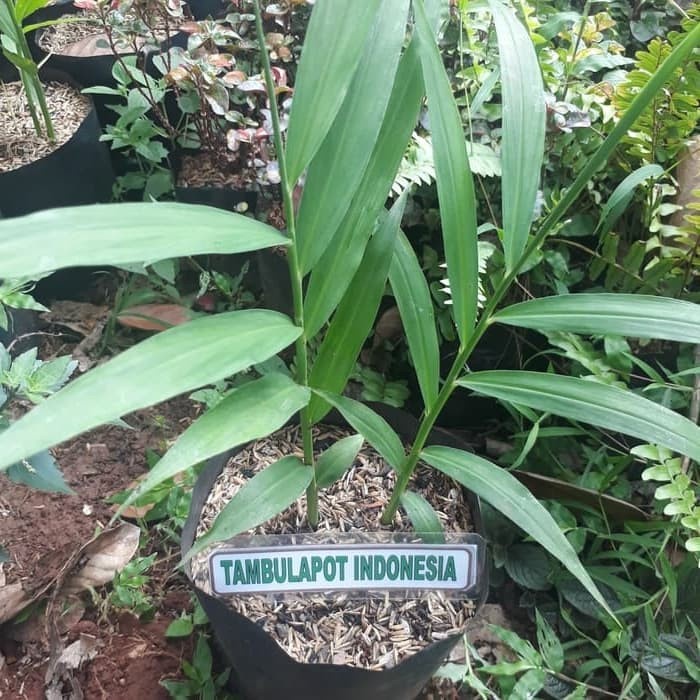 Jual BIBIT TANAMAN HERBAL JAHE MERAH ASLI BIBIT JAHE MERAH / HERBAL ... Jual BIBIT TANAMAN HERBAL JAHE MERAH ASLI BIBIT JAHE MERAH / HERBAL ...