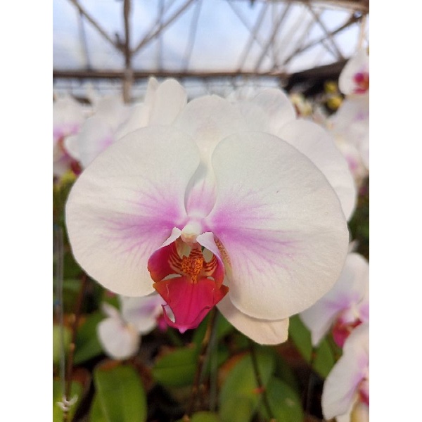 Jual anggrek bulan grade B putih lidah merah splash ungu phalaenopsis ...