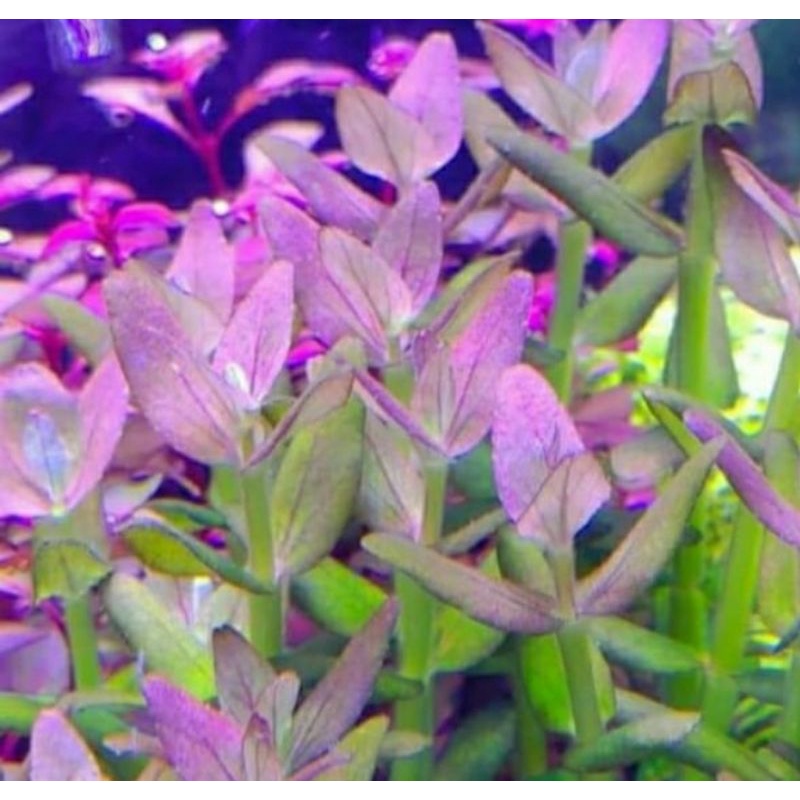 Jual Bacopa Salzmannii (10 batang) tanaman aquascape | Shopee Indonesia