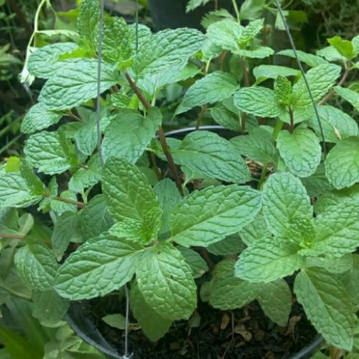 Jual tanaman hias daun mint/pohon mint | Shopee Indonesia