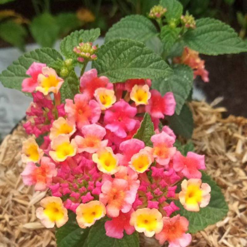 Jual Tanaman Hias Bunga Hidup // Tanaman Lantana Merah / Kuning / Pink ...