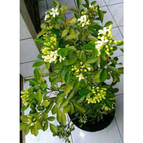 Jual bibit bunga kemuning klau berbunga baunya semerbak | Shopee Indonesia